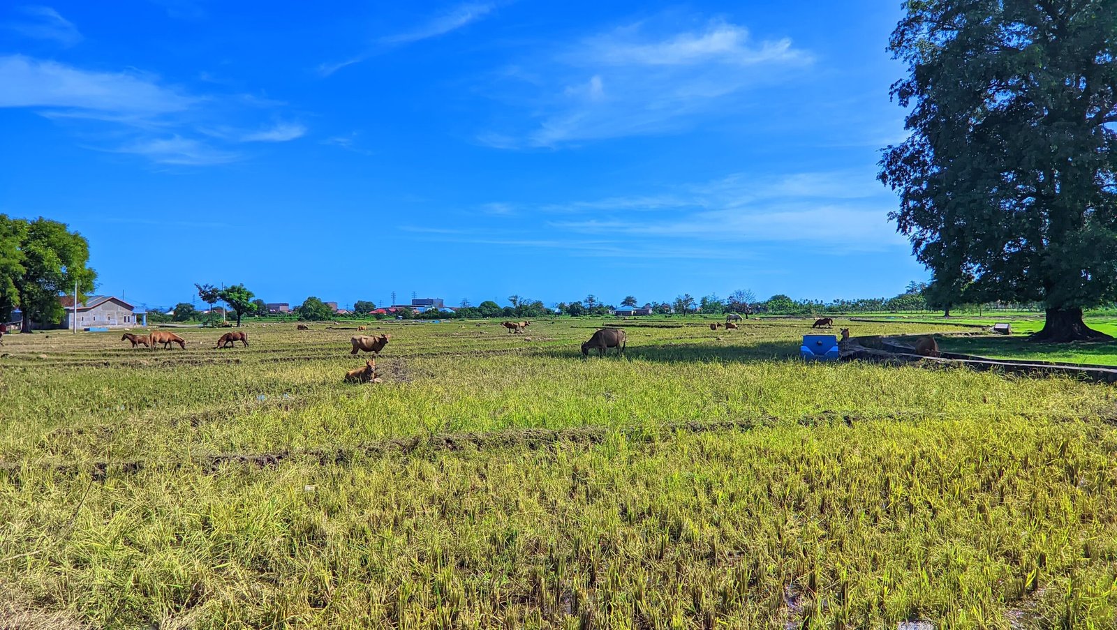 Ribuan Hektare Sawah Gagal Panen, Petani Bantaeng Desak Langkah Konkret ...